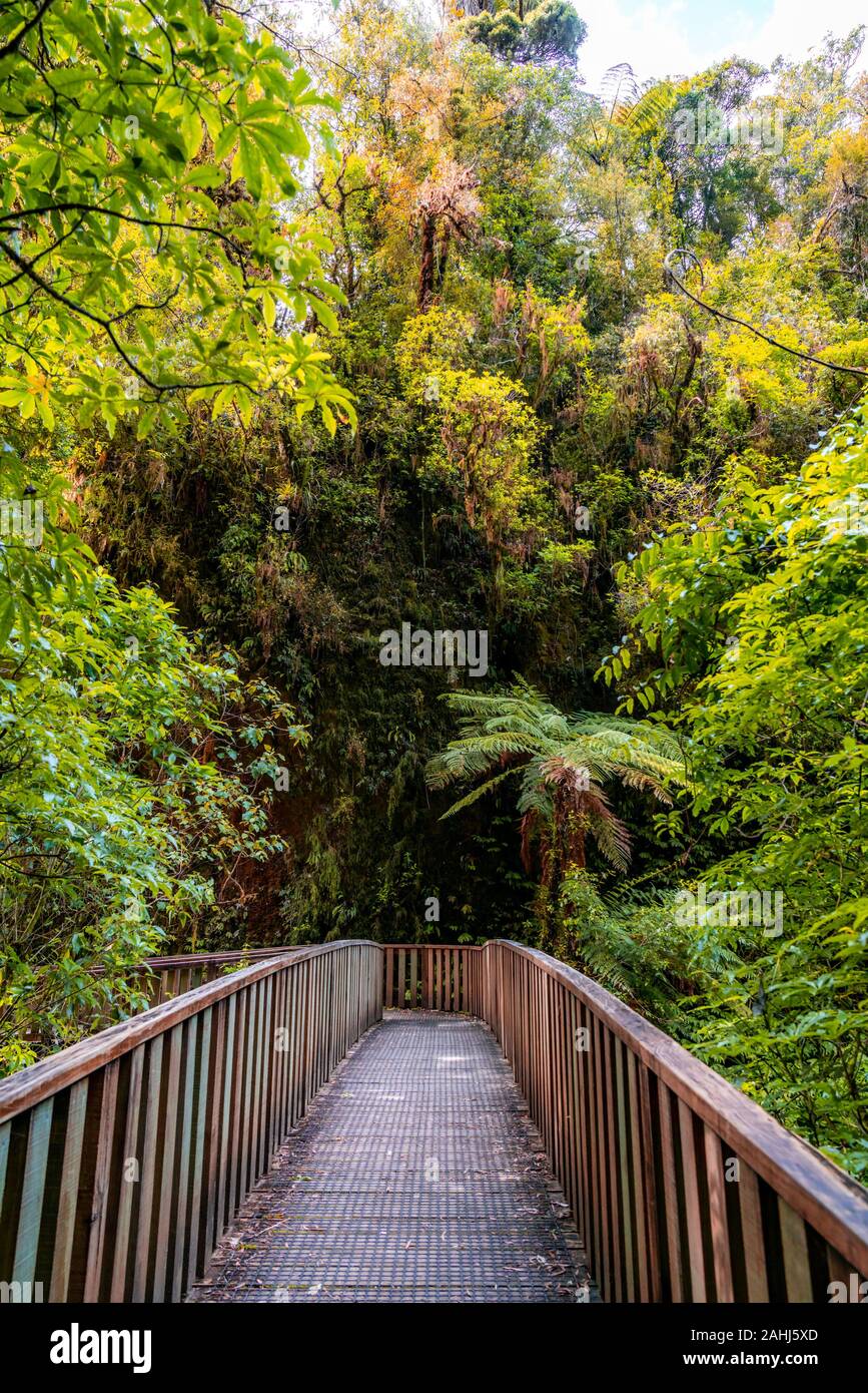 Raukuri Bushwalk, Waitomo, Waikato, New Zealand Stock Photo - Alamy