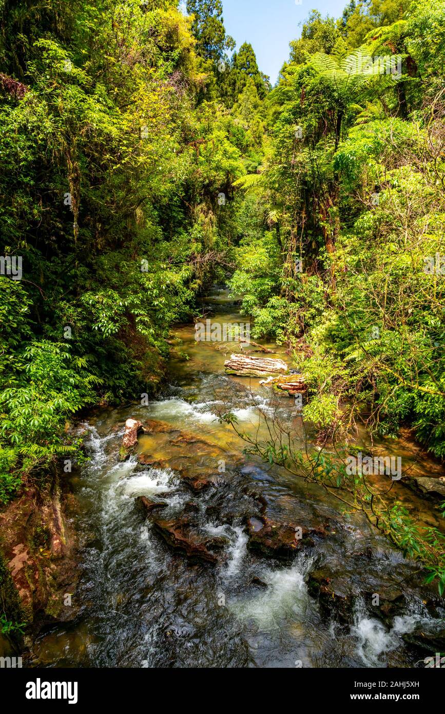 Raukuri Bushwalk, Waitomo, Waikato, New Zealand Stock Photo - Alamy