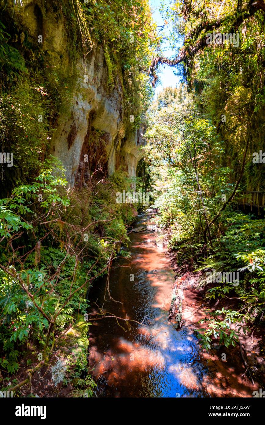 Raukuri Bushwalk, Waitomo, Waikato, New Zealand Stock Photo - Alamy