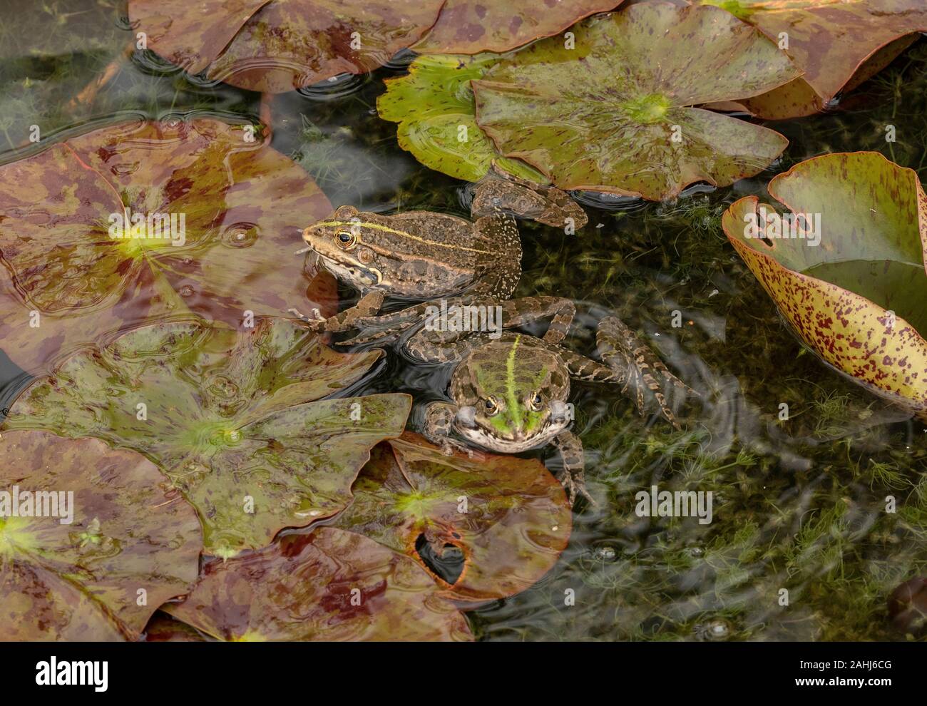 Marsh frogs, Pelophylax ridibundus, in breeding season, in garden pond ...