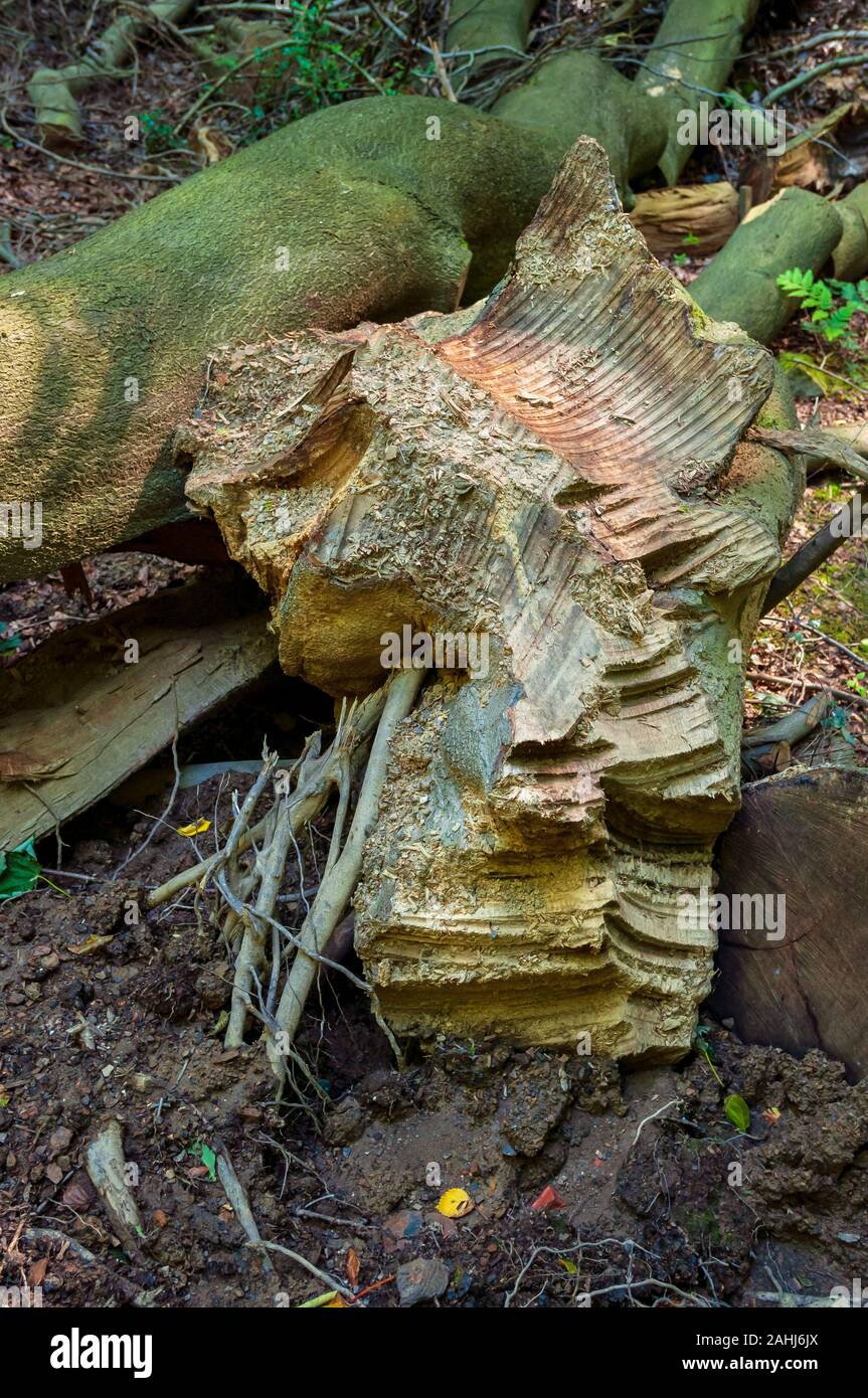 Unusually cut tree stump with circular cut marks in Limb Valley ...