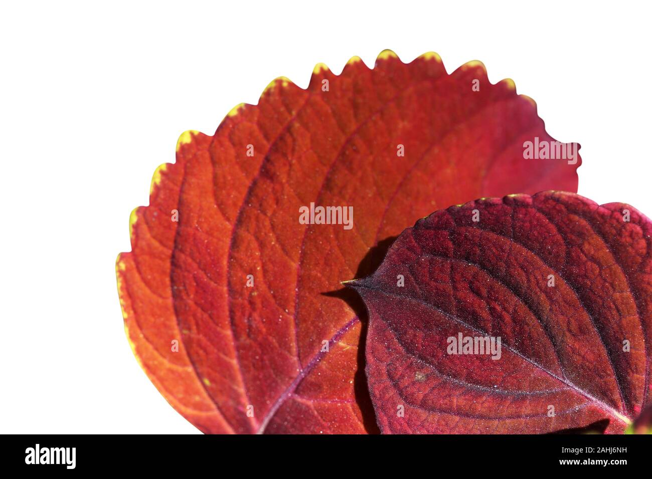 red leaves on a white background Stock Photo - Alamy