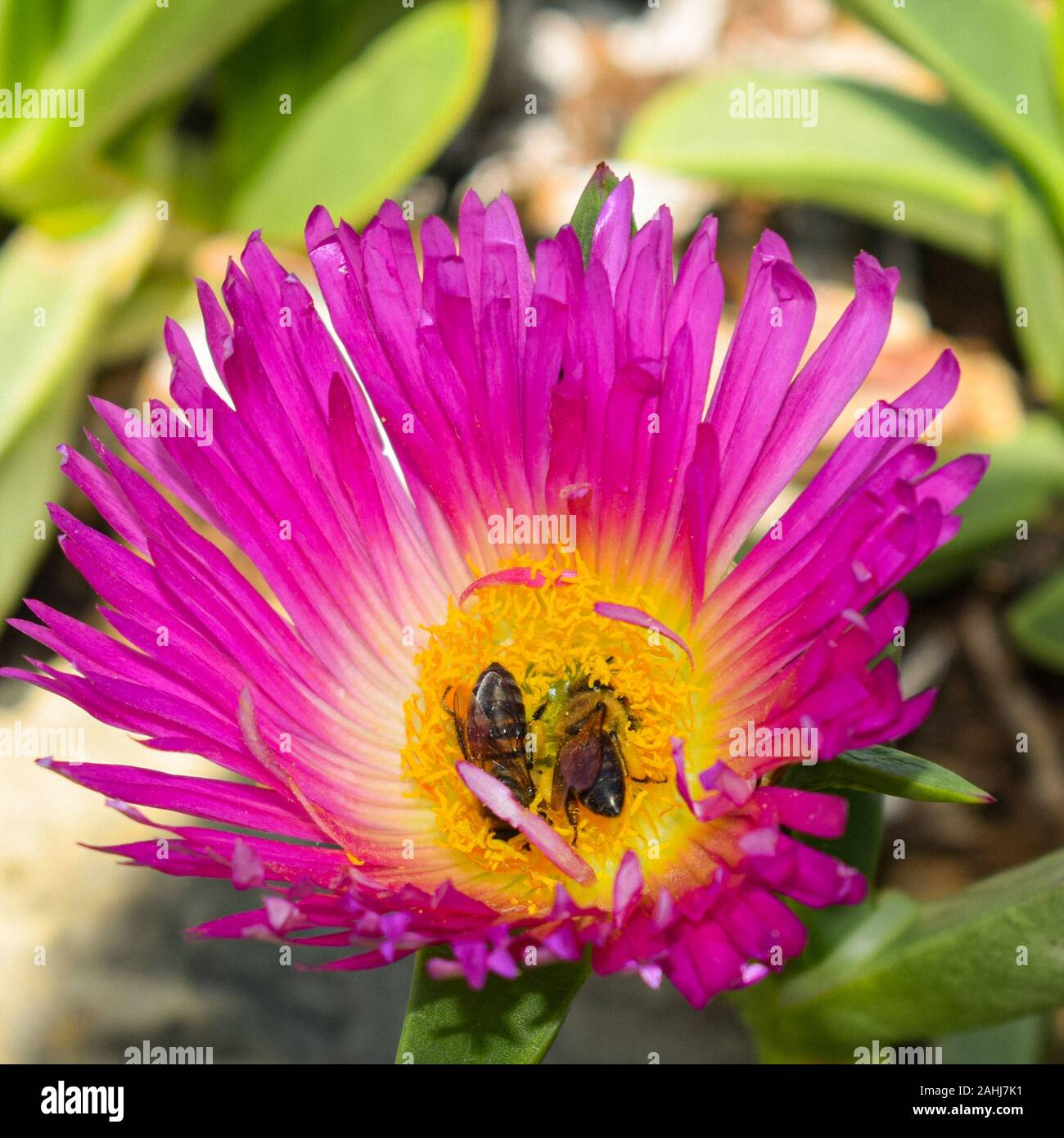 Pretty pink flower being pollinated by two bees Stock Photo - Alamy