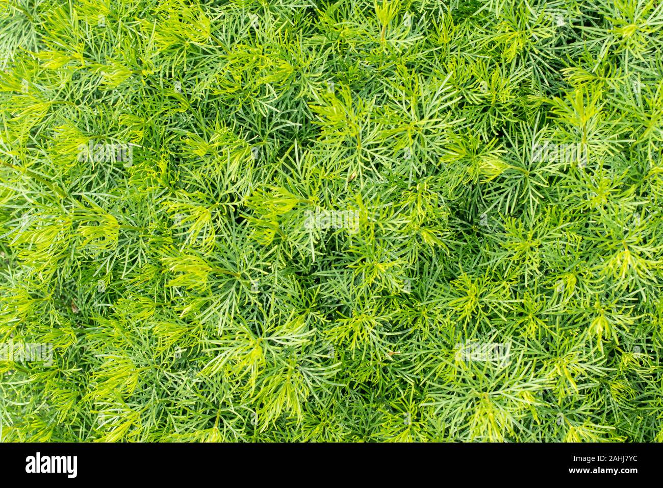 green background of coreopsis leaves Stock Photo - Alamy
