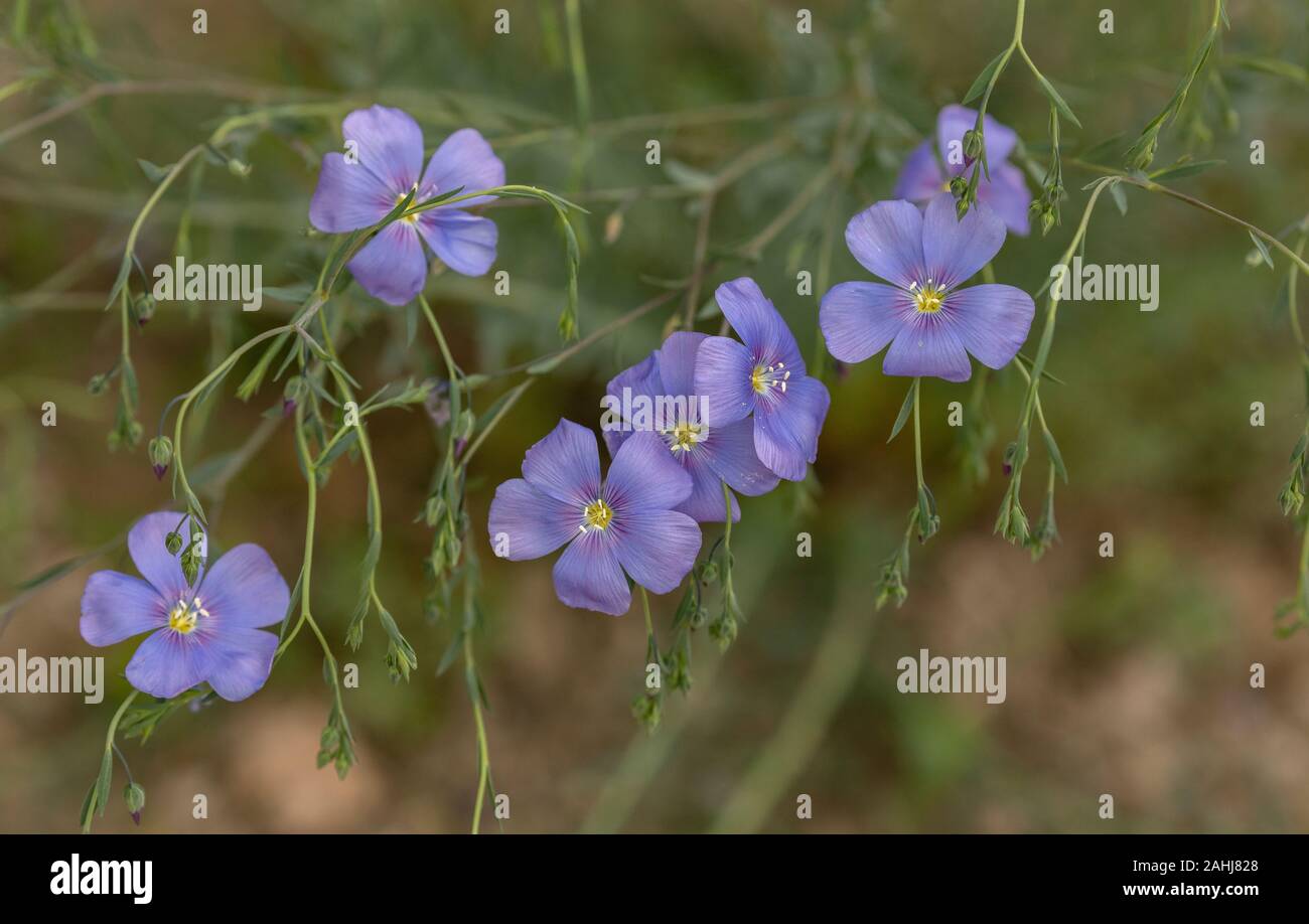 Flax, Linum usitatissimum, common flax, linseed, in cultivation Stock ...