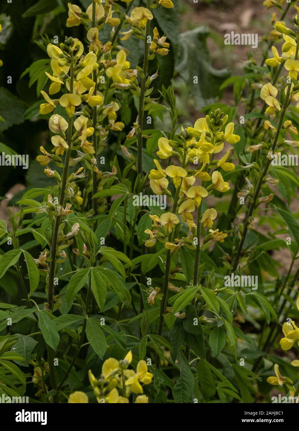 Tapered false lupin, Thermopsis lanceolata in flower, in garden. From ...