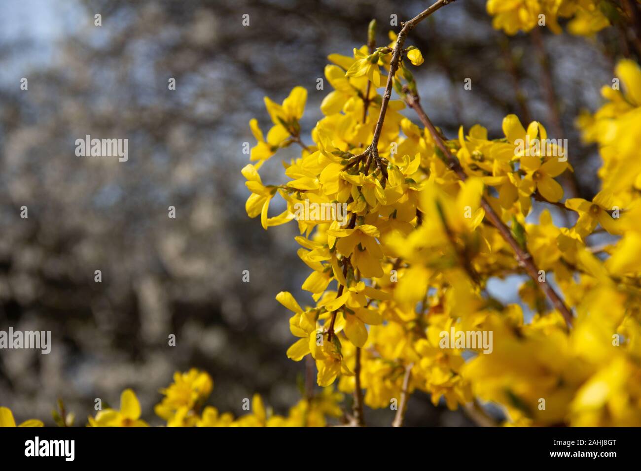 Yellow flowers in bloom during spring in a park in Malmö, Sweden Stock ...