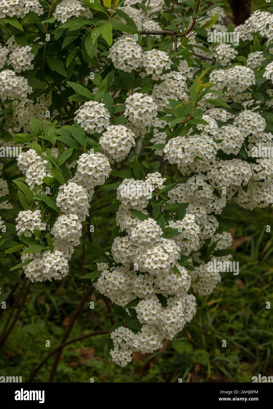 Reeves spirea hi-res stock photography and images - Alamy
