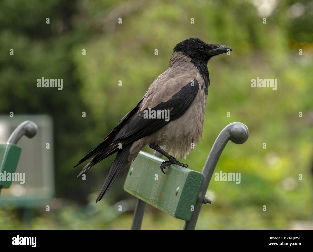 Grey crow hi-res stock photography and images - Alamy