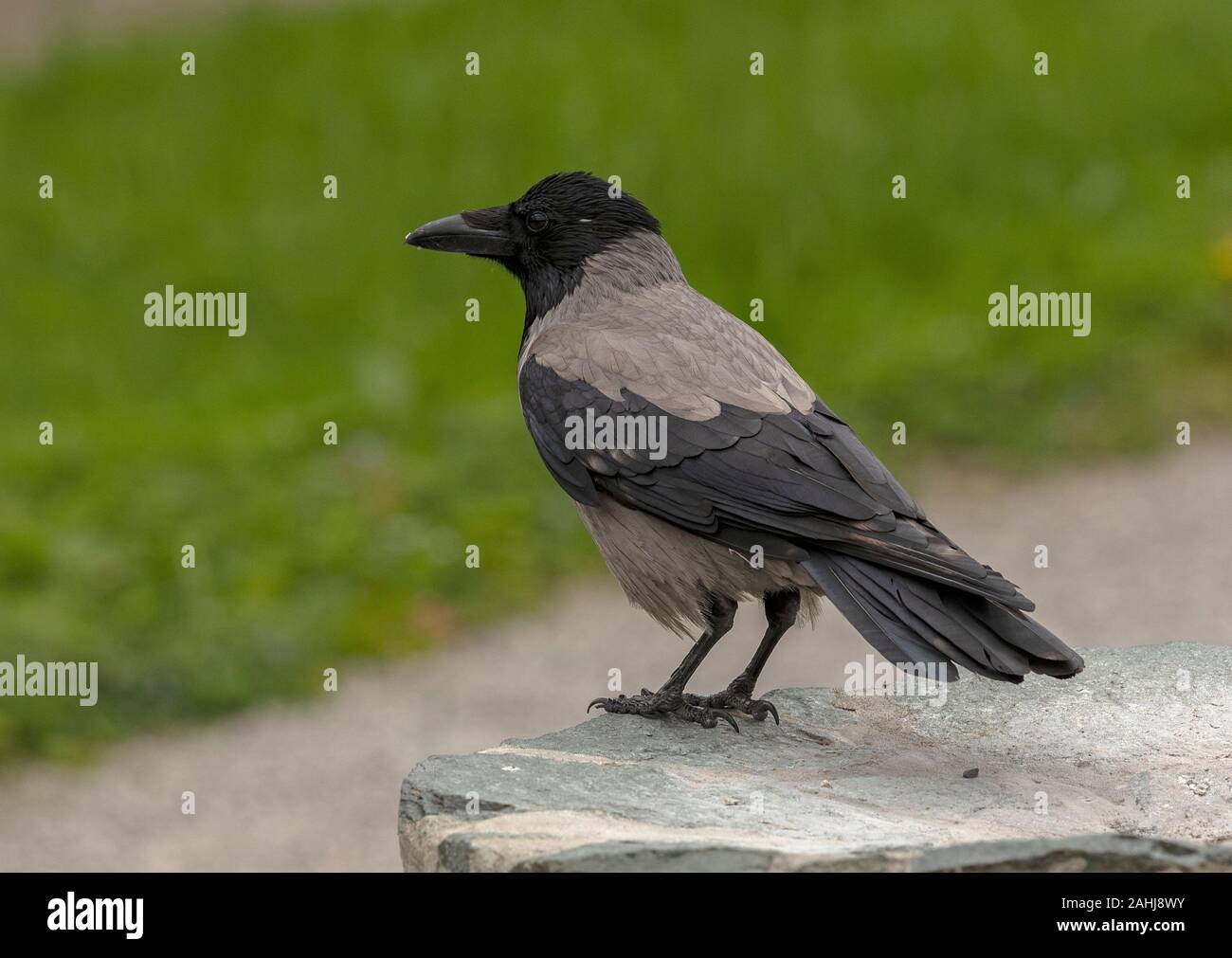 Grey crow hi-res stock photography and images - Alamy