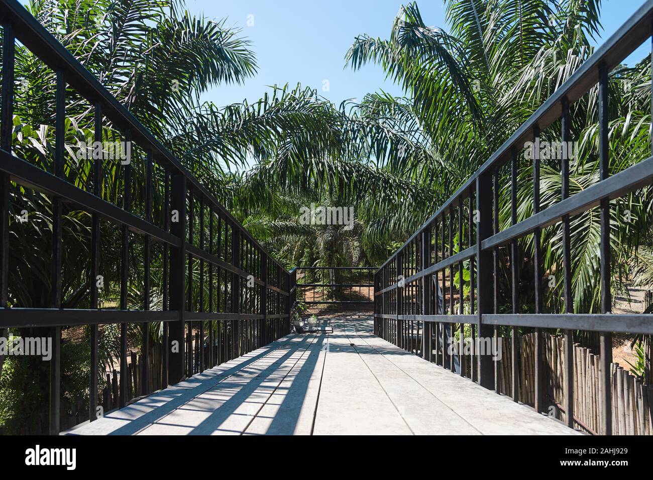 Metal bridge in the forest of palm trees in day time, have blue sky ...