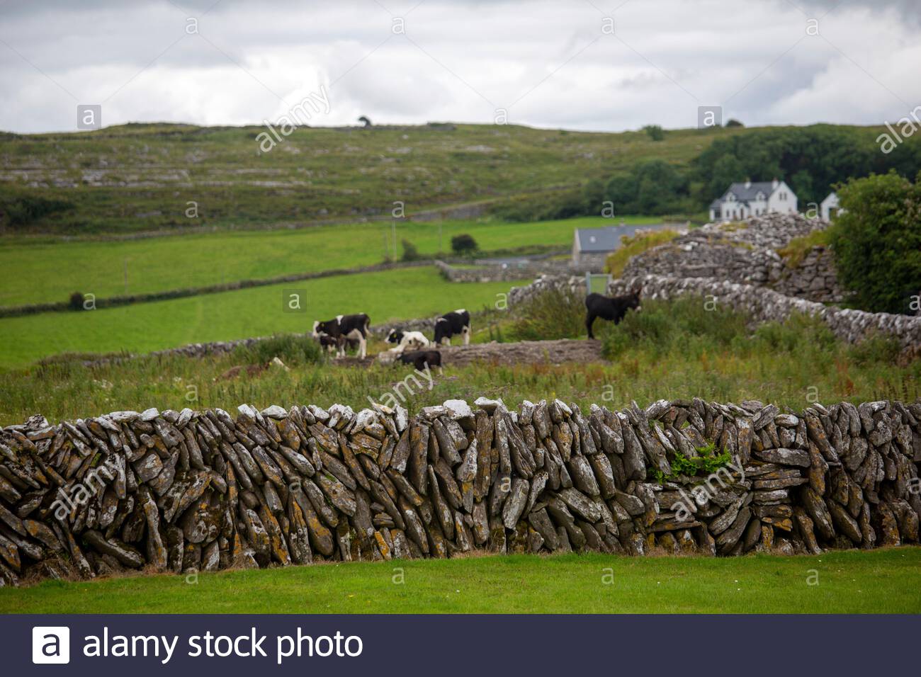 Cattle grazing in a field behind a stone wall on a summer's day in ...