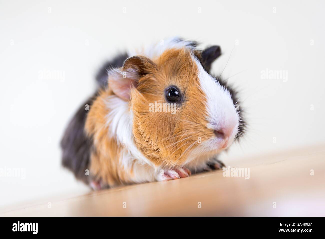 Mix Of Guinea Pigs High Resolution Stock Photography and Images - Alamy