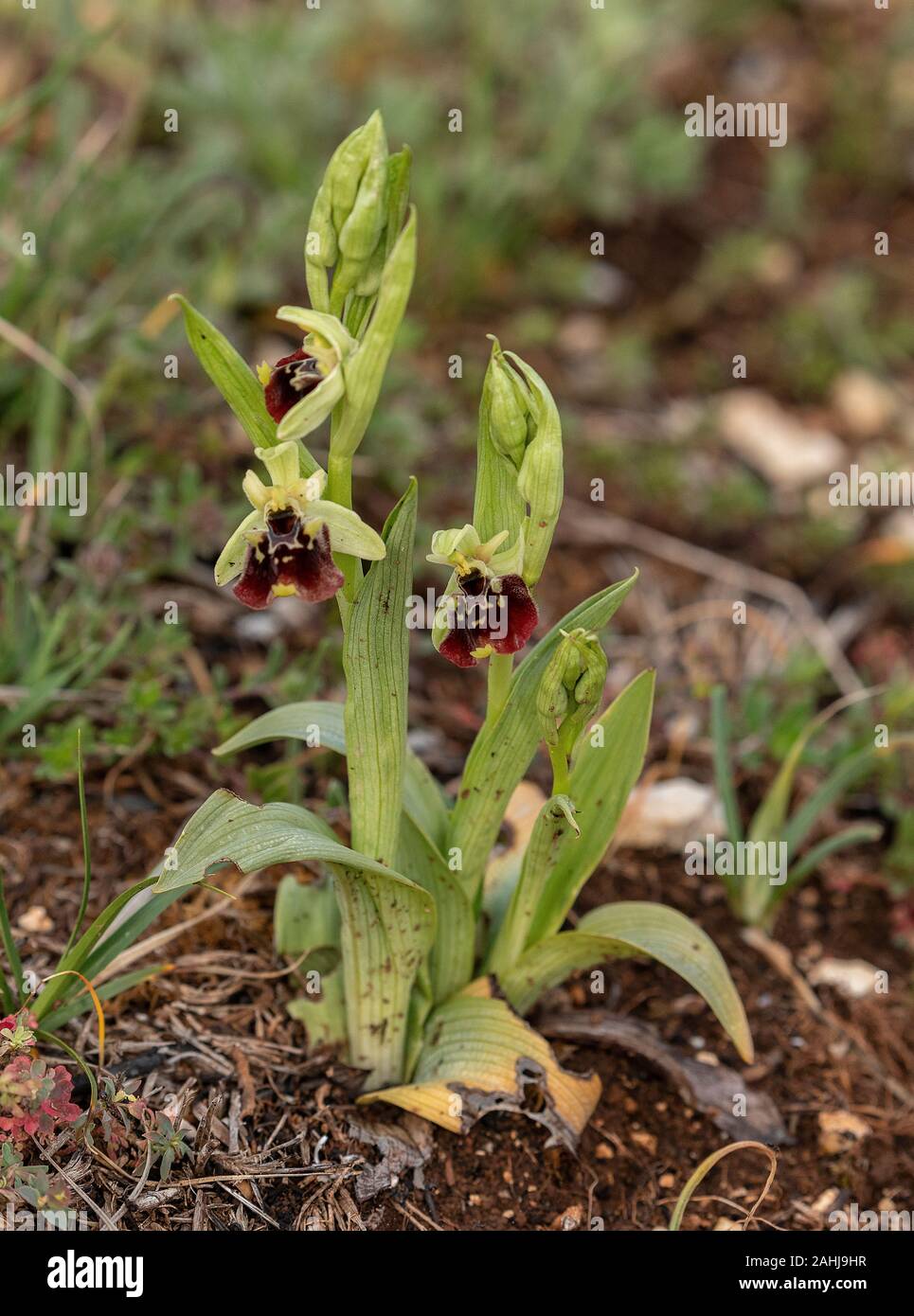 An endemic Croatian Spider Orchid, Ophrys untchjii in grassland, Istria ...