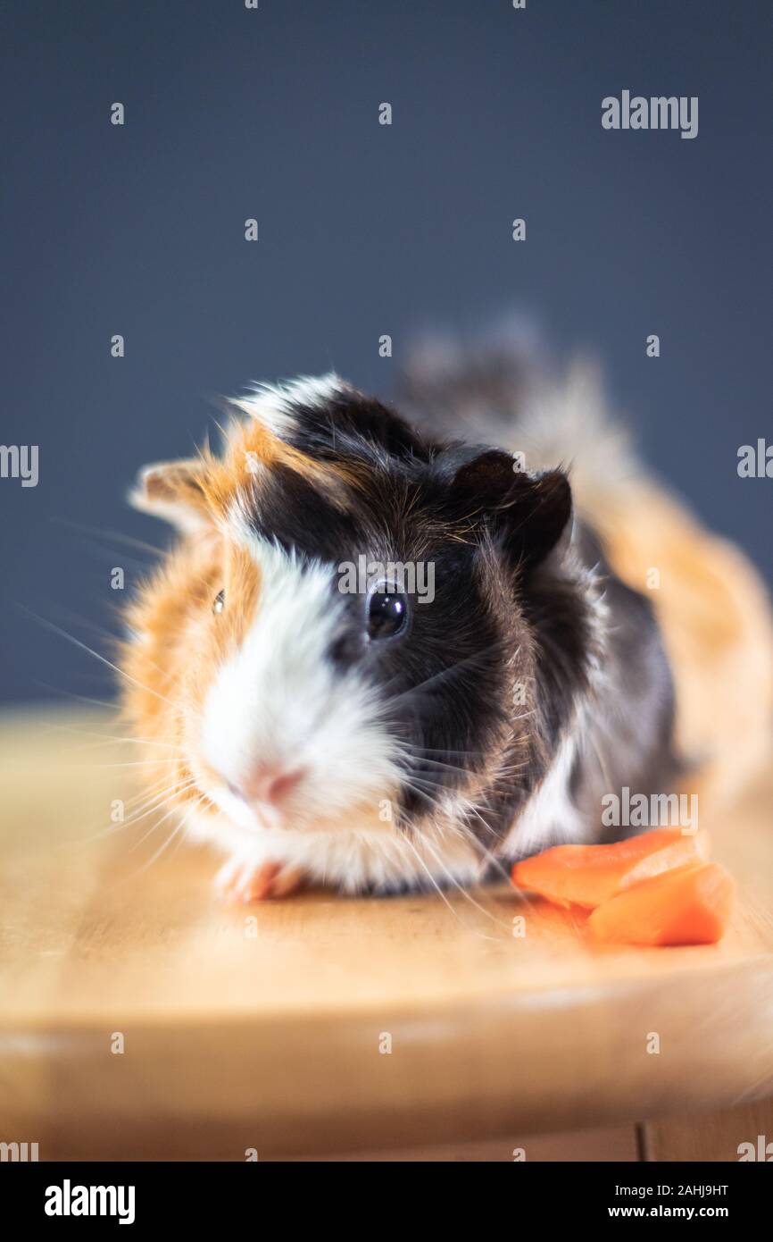 Guinea pig with 3 colors mix - face the camera and sit on a chair with ...