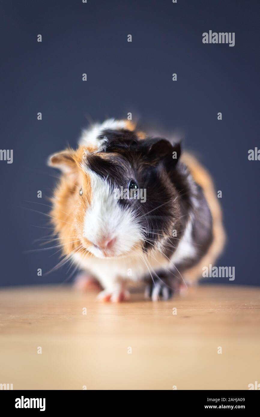 Guinea pig with 3 colors mix - look at camera and sit on a chair with ...