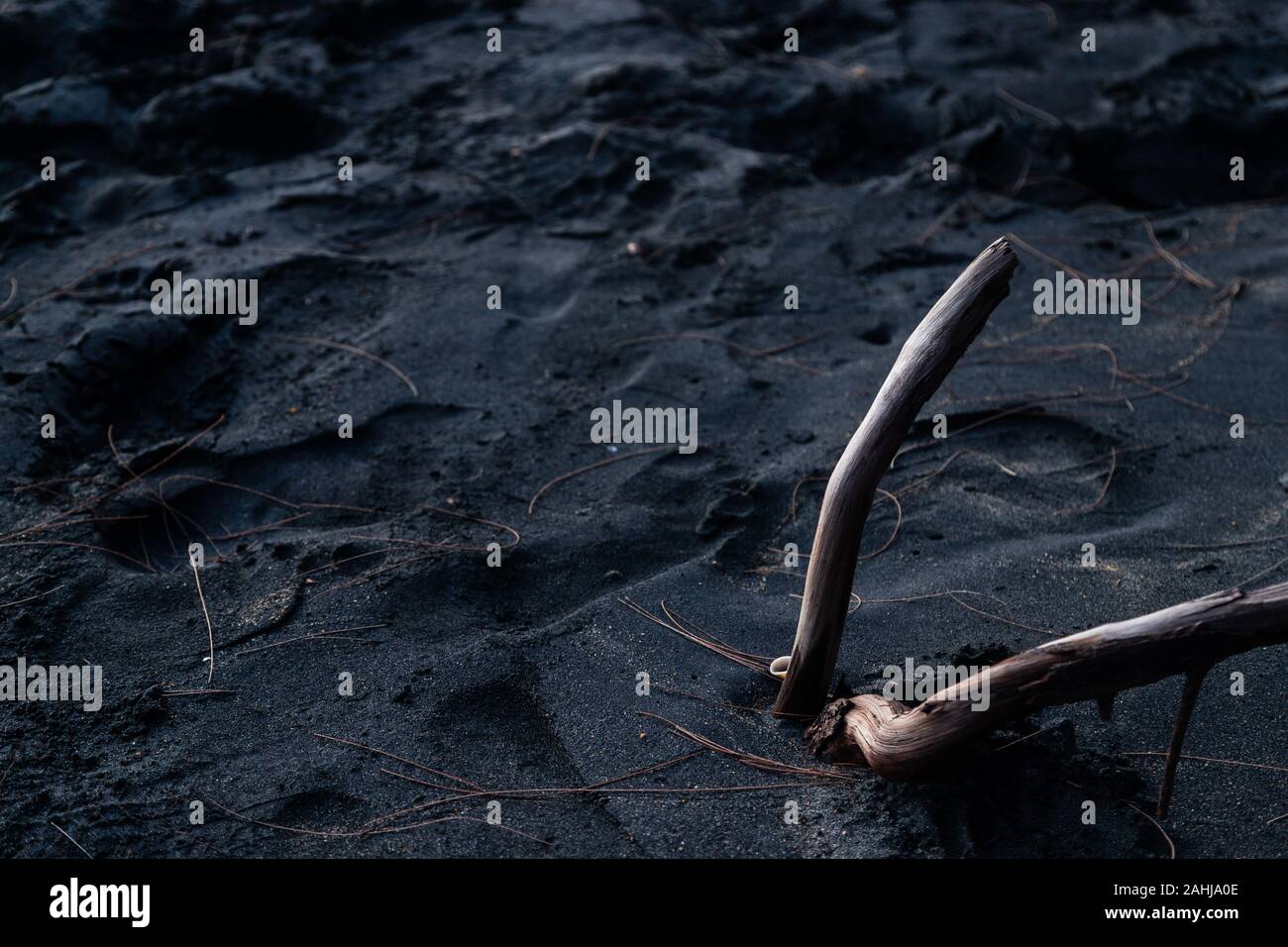 Old broken tree root in the Black sand on the beach with some pine ...