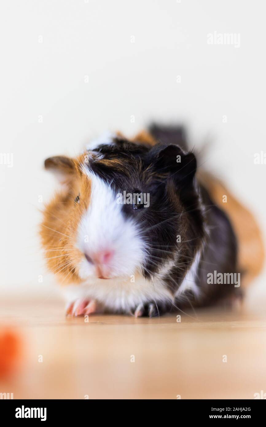 Guinea pig with 3 colors mix - look at camera and sit on a chair with ...