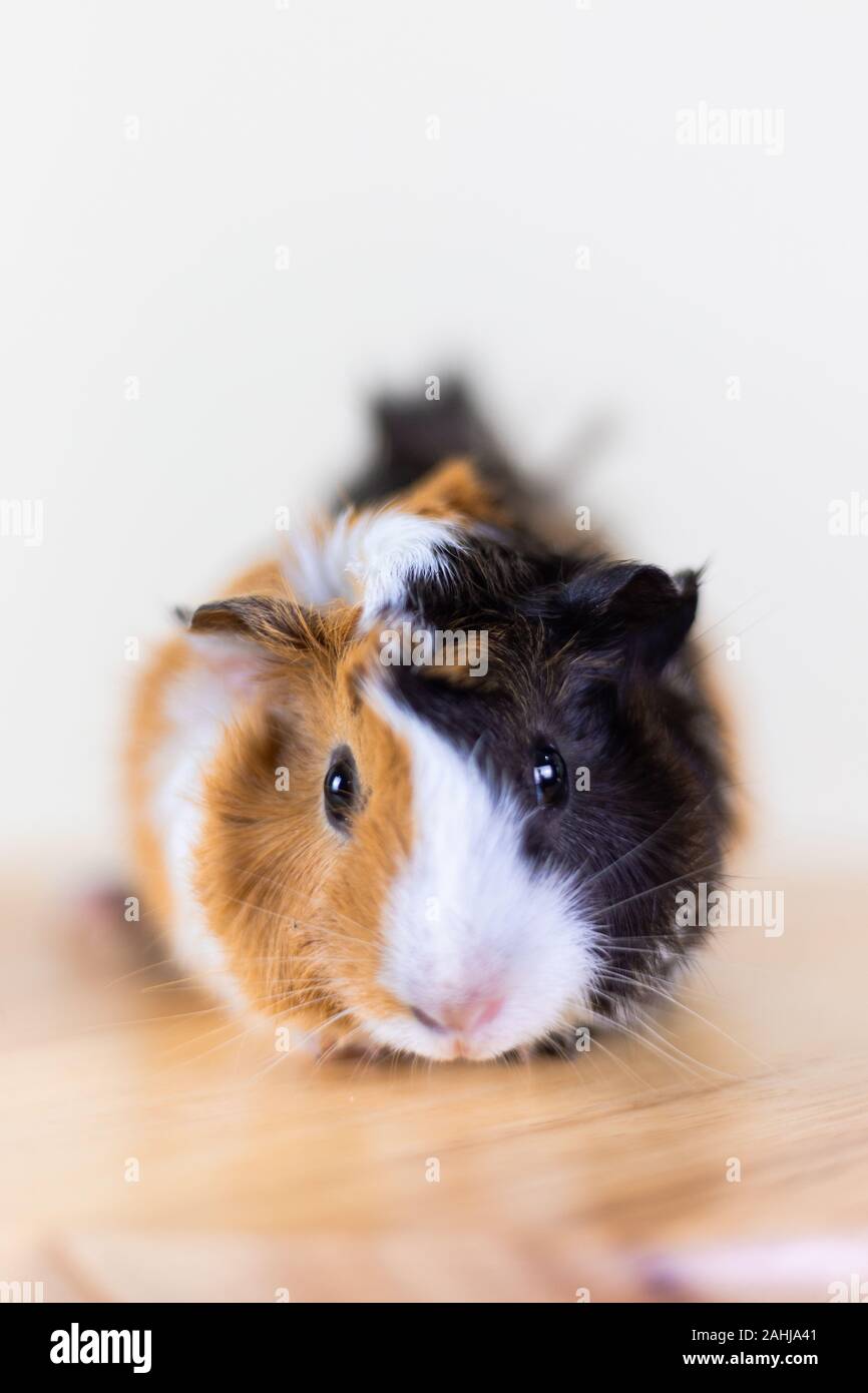Guinea pig with 3 colors mix - look at camera and sit on a chair in ...