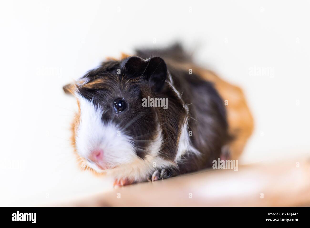 Mix of guinea pigs hi-res stock photography and images - Alamy