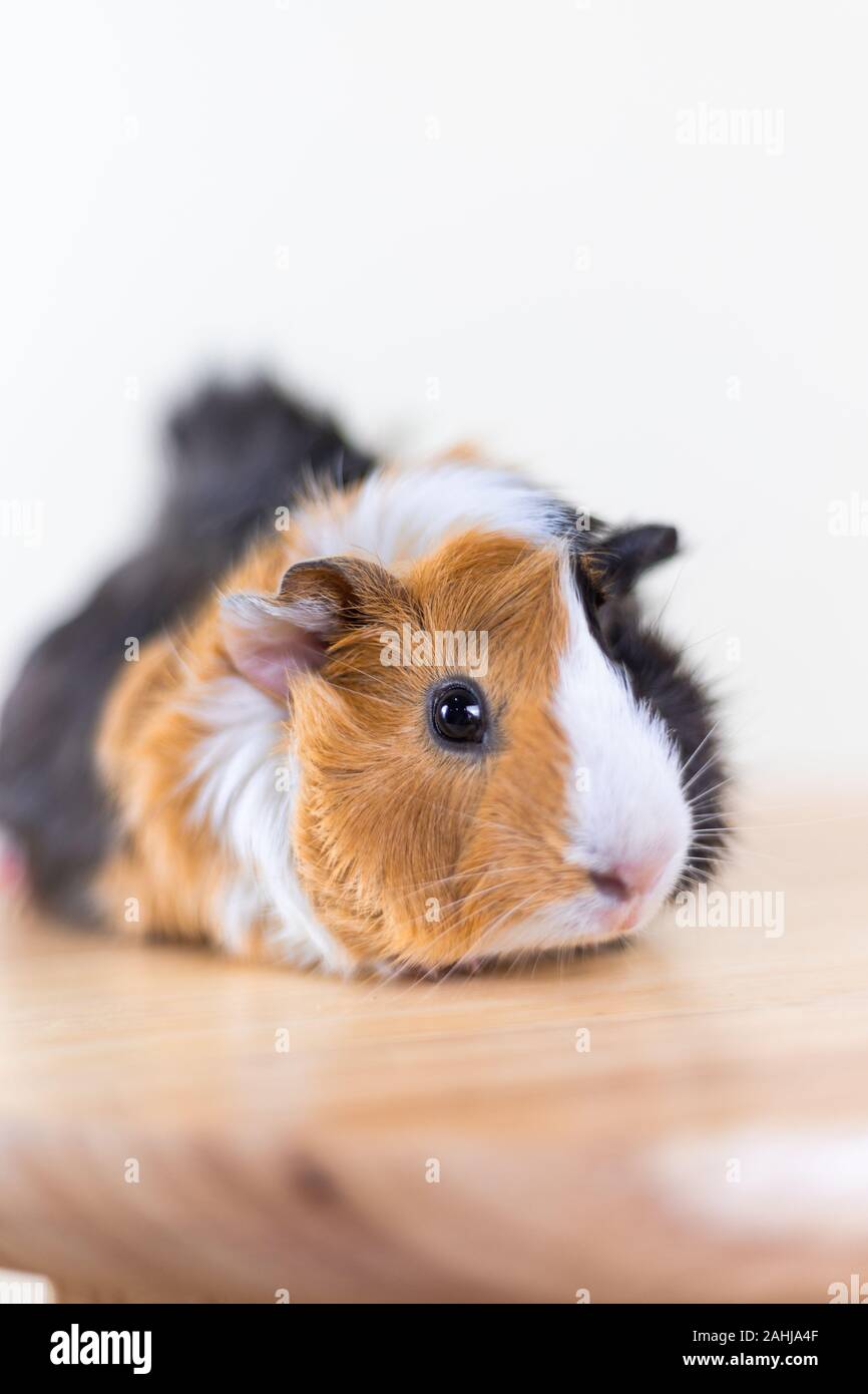 Guinea pig with 3 colors mix - look at camera and sit on a chair in ...