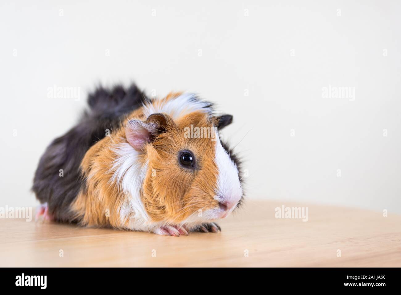 Guinea pig with 3 colors mix - look at camera and sit on a chair in ...