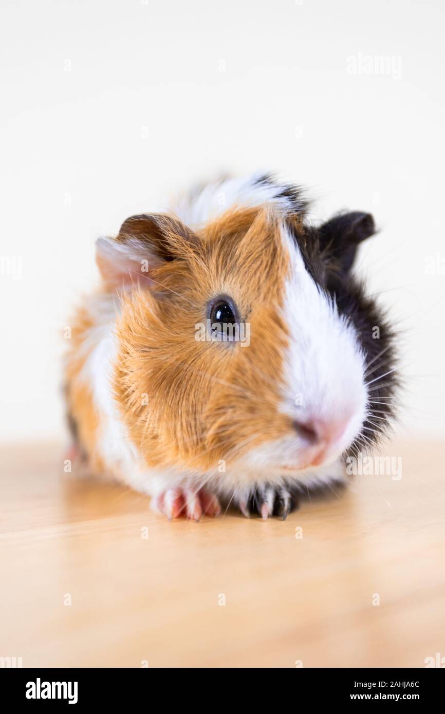 Guinea pig with 3 colors mix - look at camera and sit on a chair in ...