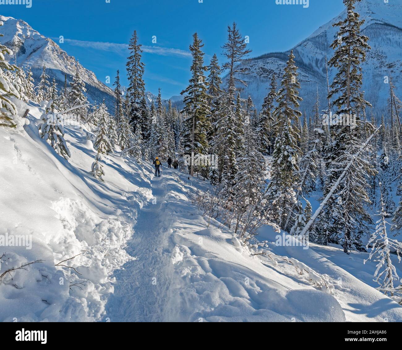 Winter Hiking Trail in Kootenay National Park, British Columbia, Canada ...
