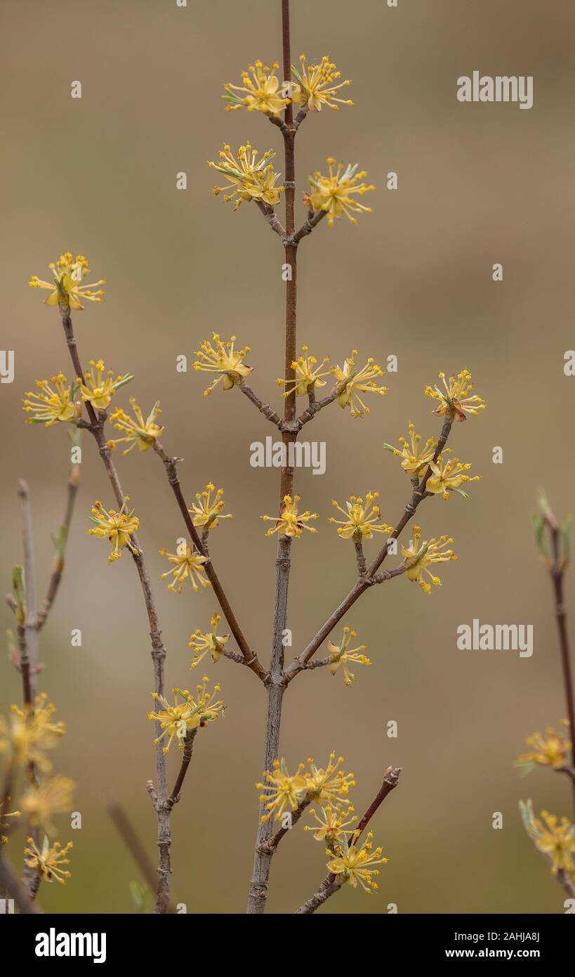 Full mas hi-res stock photography and images - Alamy