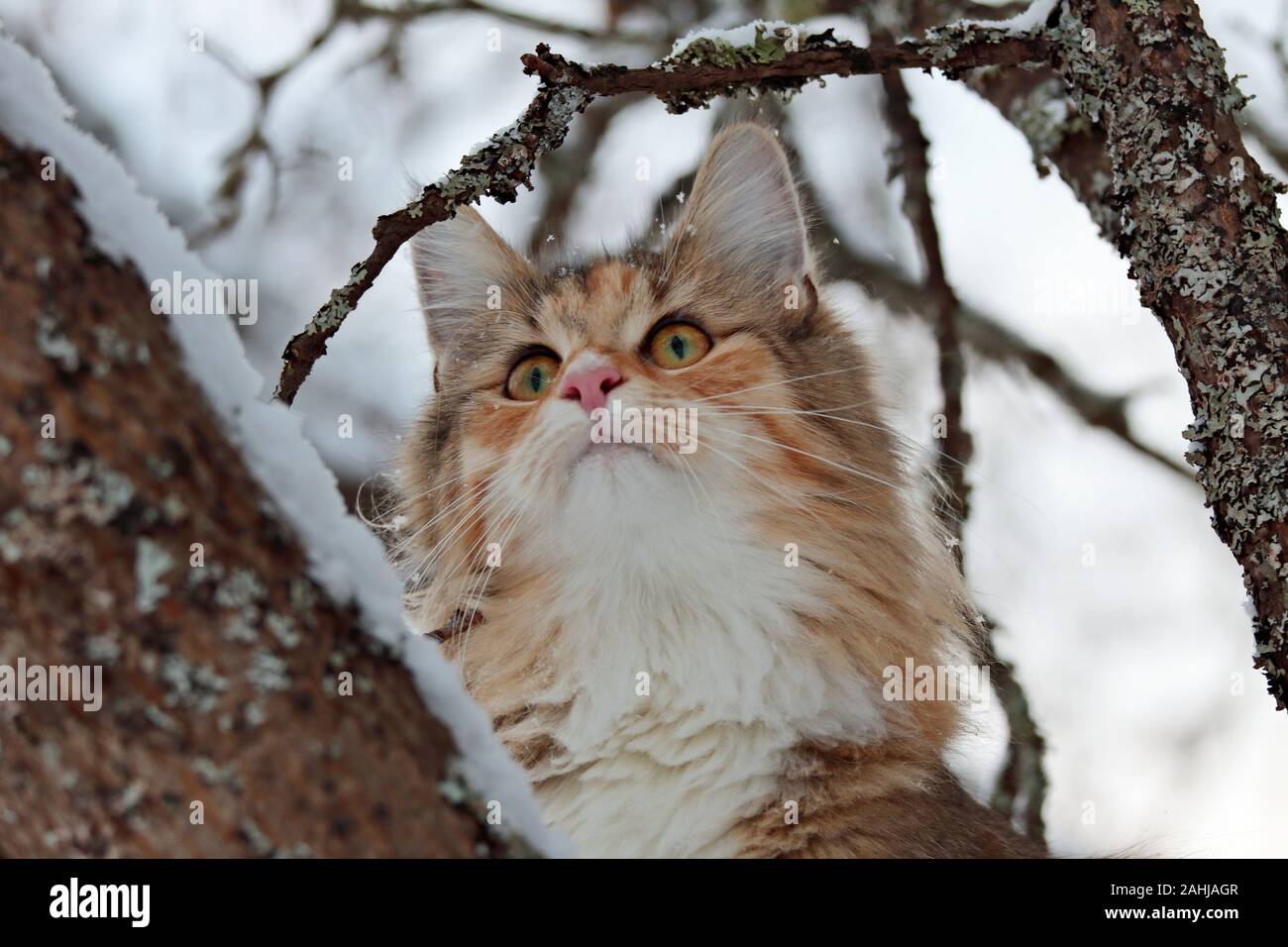 A beautiful tortoiseshell Norwegian forest cat high in a snowy maple ...