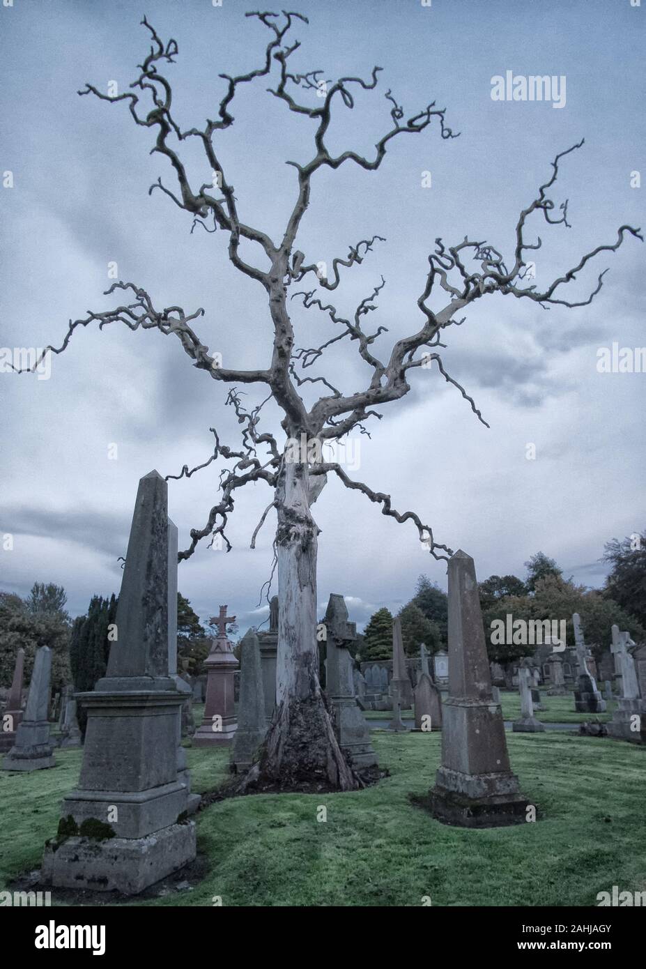 Spooky looking dead tree in Ayr Cemetery Stock Photo - Alamy
