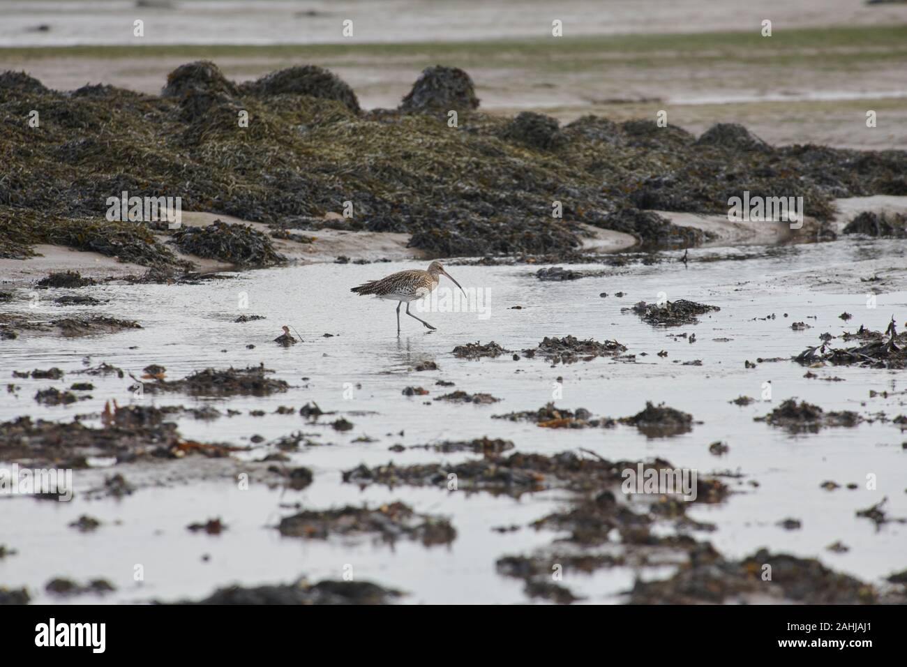 Curlew on holy island hi-res stock photography and images - Alamy