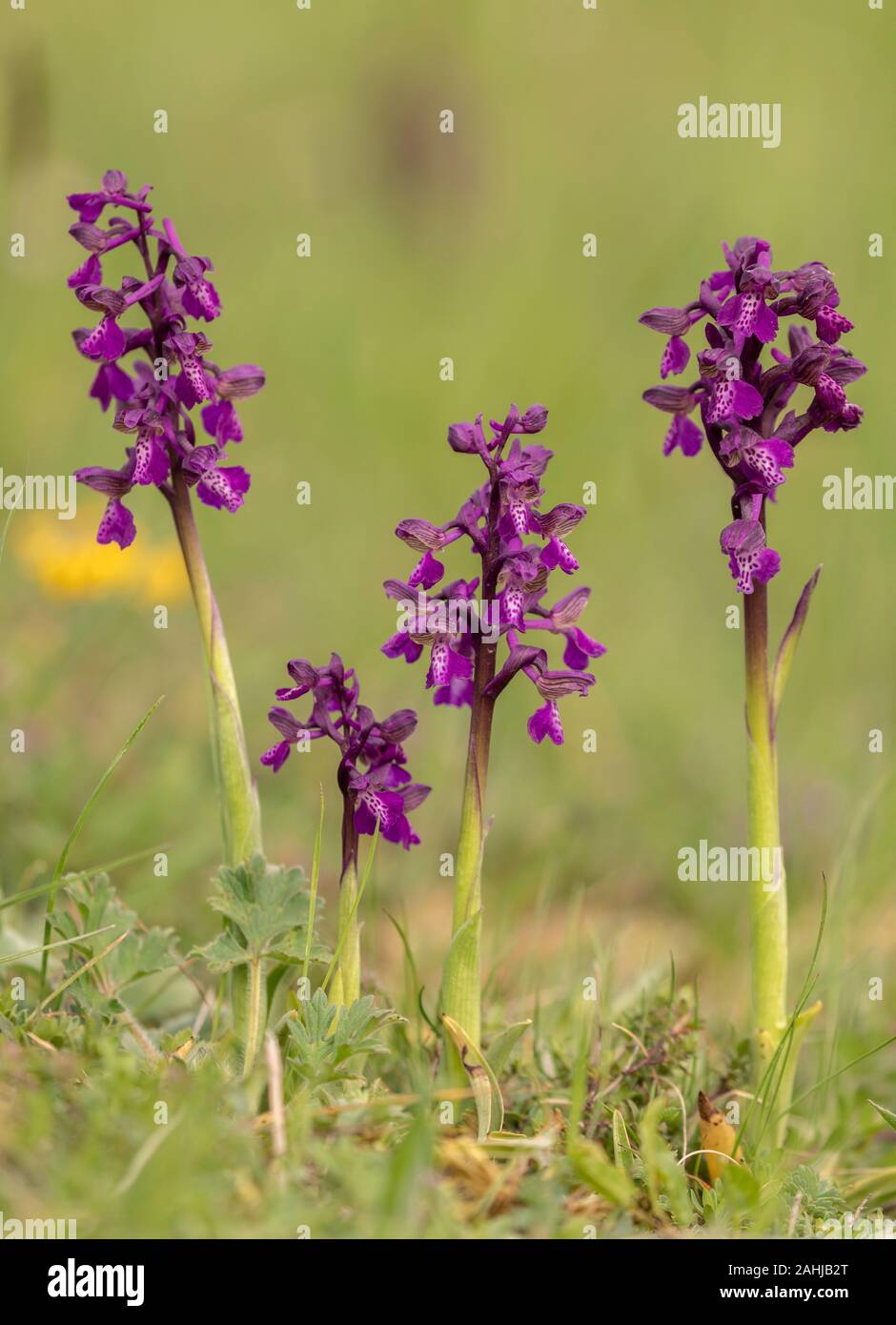 Green-winged orchid, Anacamptis morio, in flower in spring, unimproved ...