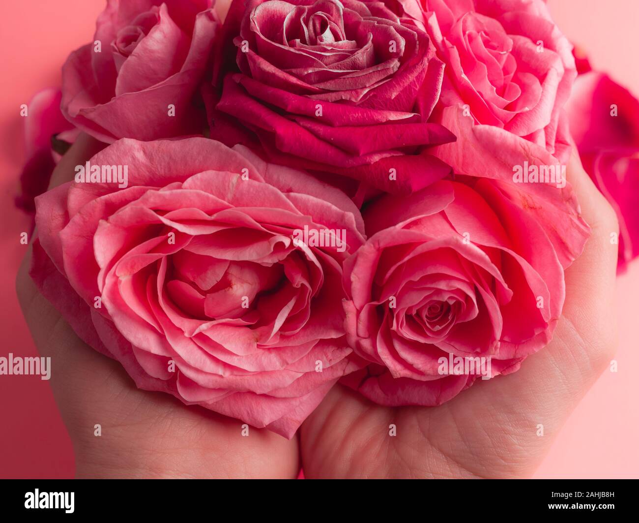 Girls hands hold many buds of roses. Close-up photo of rosebuds Stock ...