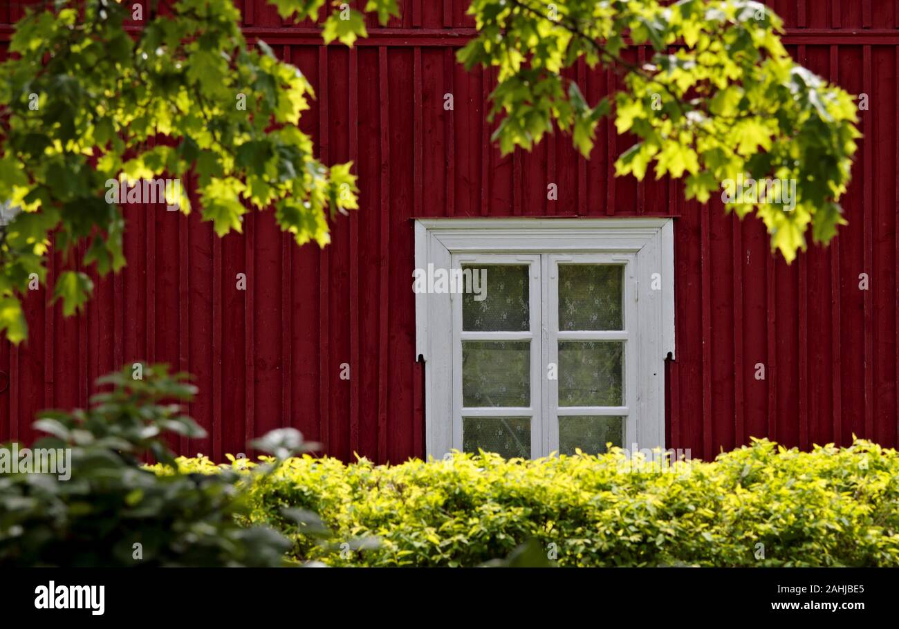 A red cottage with white window. Maple tree branches in sunlight ...