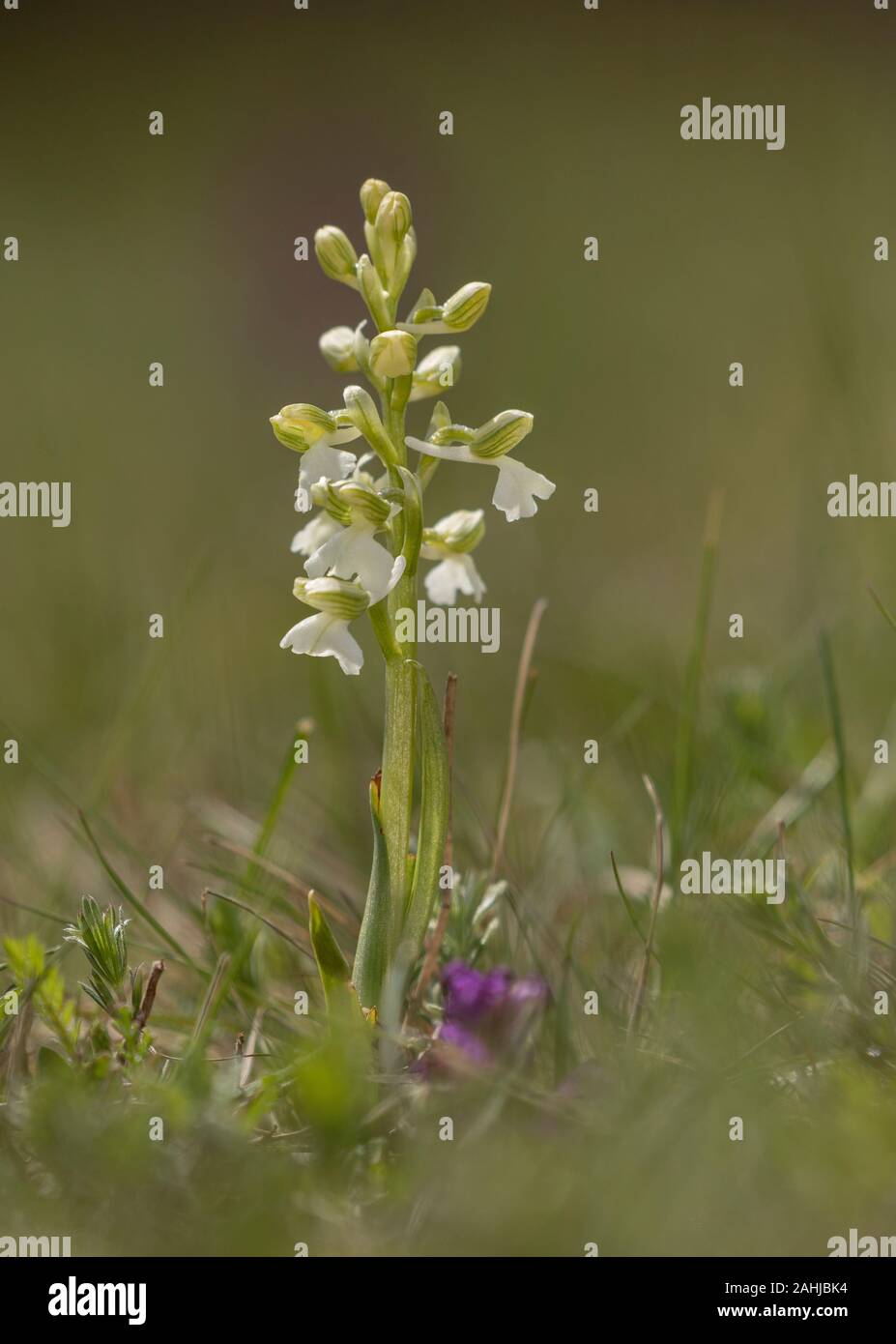 White form orchis morio plant hi-res stock photography and images - Alamy