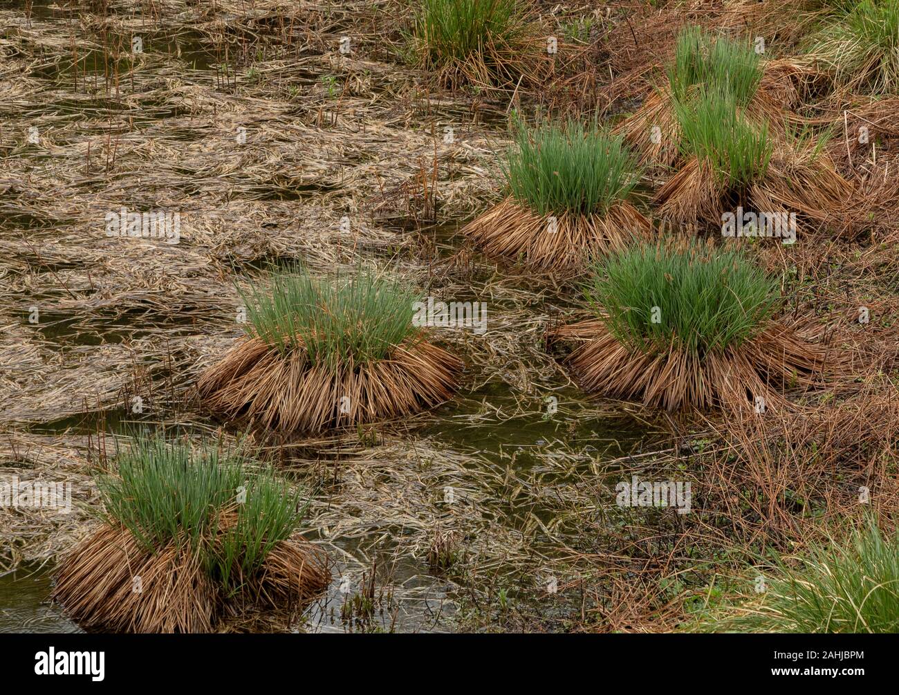 Tussock sedges in valley fen, Plitvice National Park, Croatia Stock ...