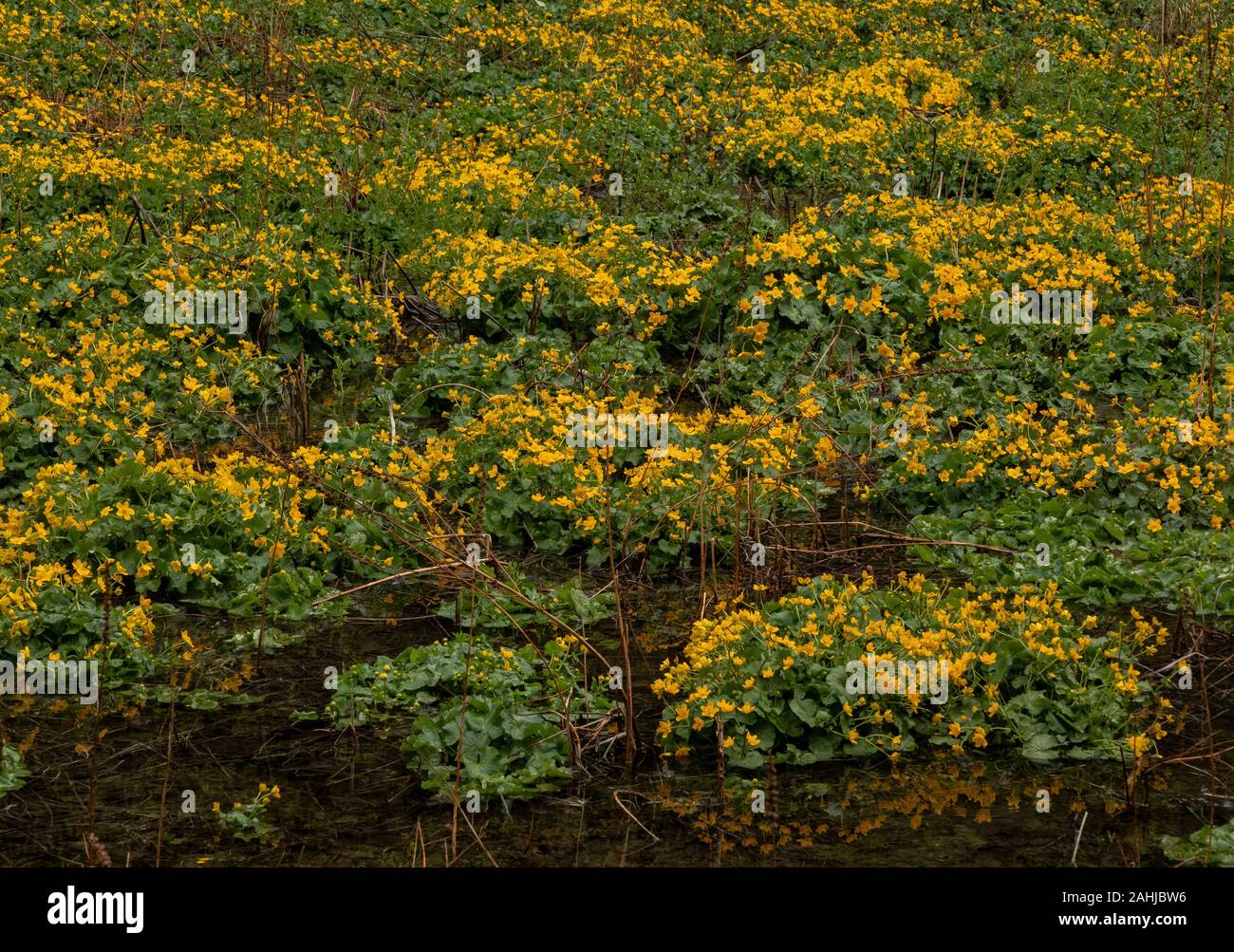 Marsh Marigolds, Caltha palustris in valley fen, Plitvice National Park ...