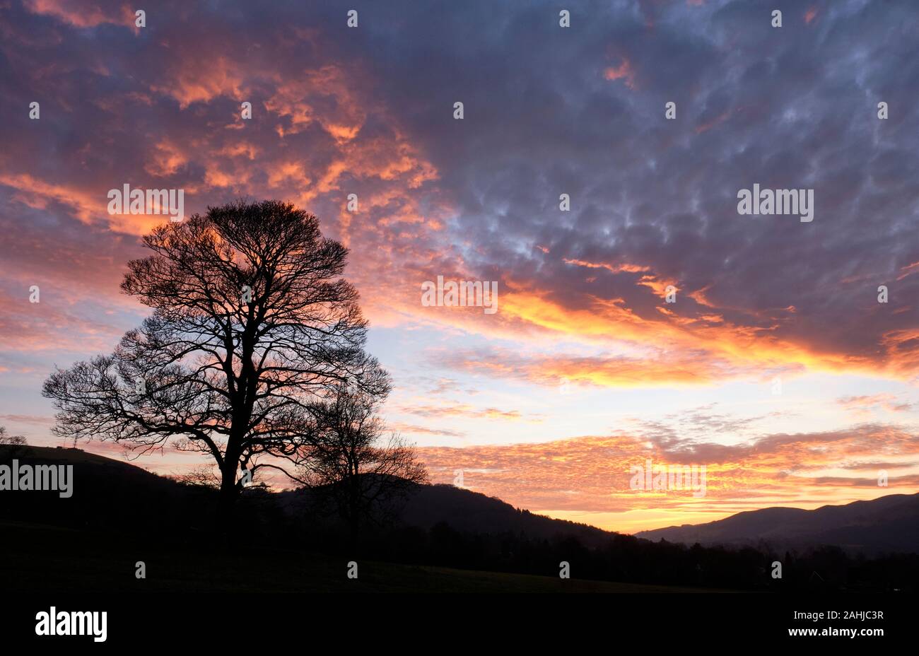 Tree silhouetted against sunset near Church Stretton, Shropshire Stock ...