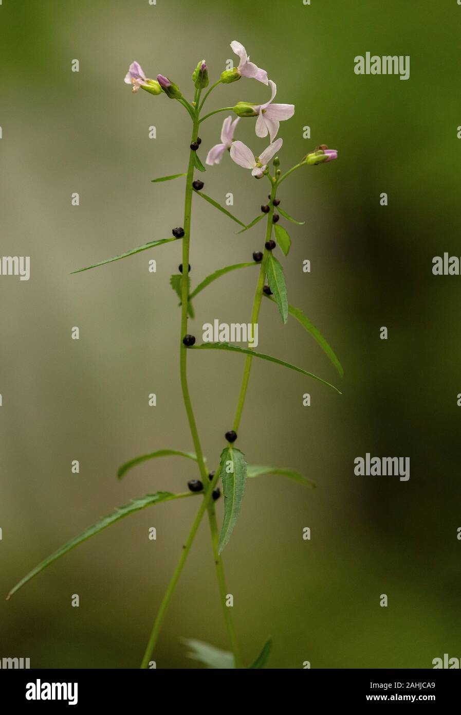 Coralroot Bittercress, Cardamine bulbifera, in flower and with bulbils ...
