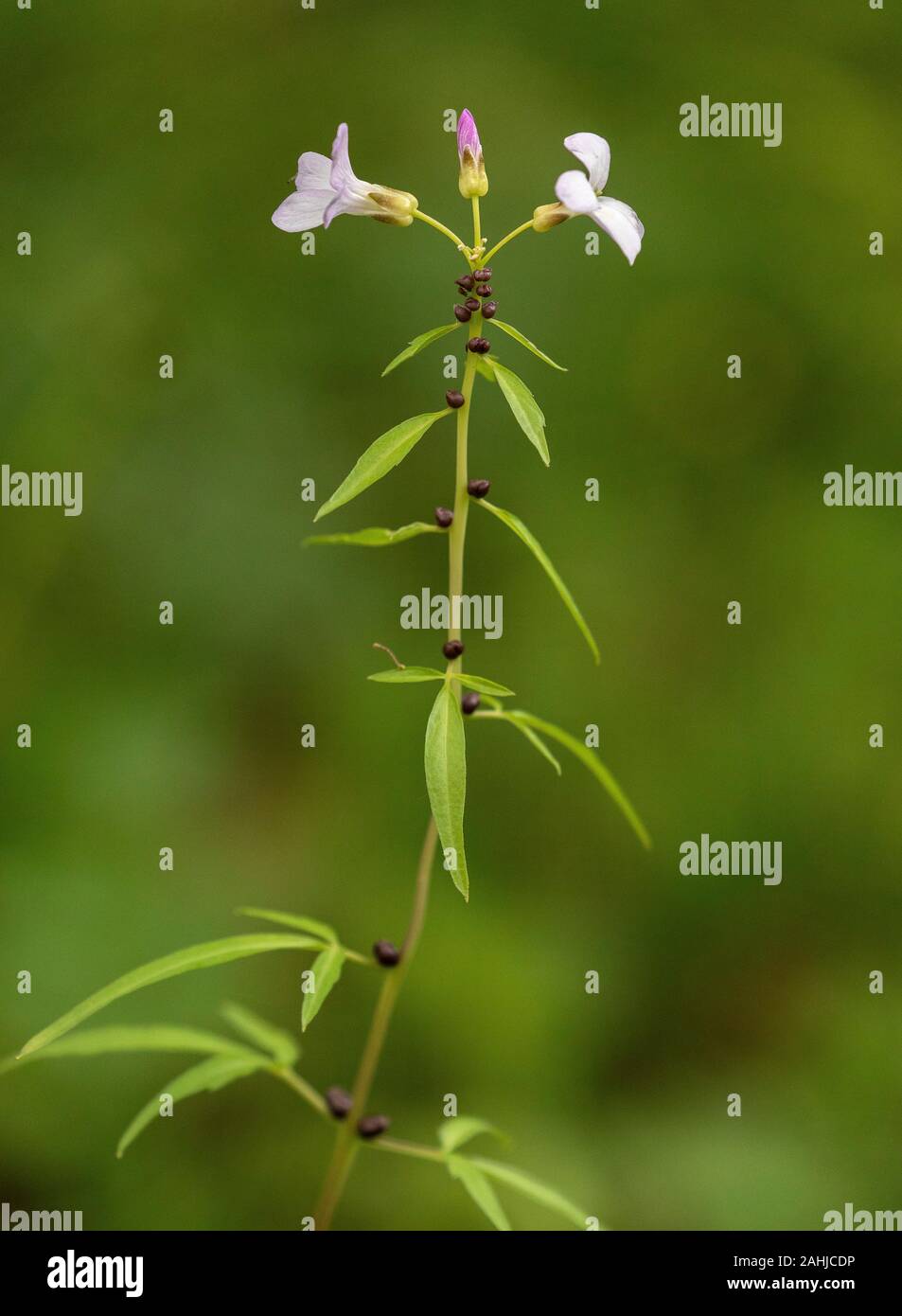 Bulbifera hi-res stock photography and images - Alamy