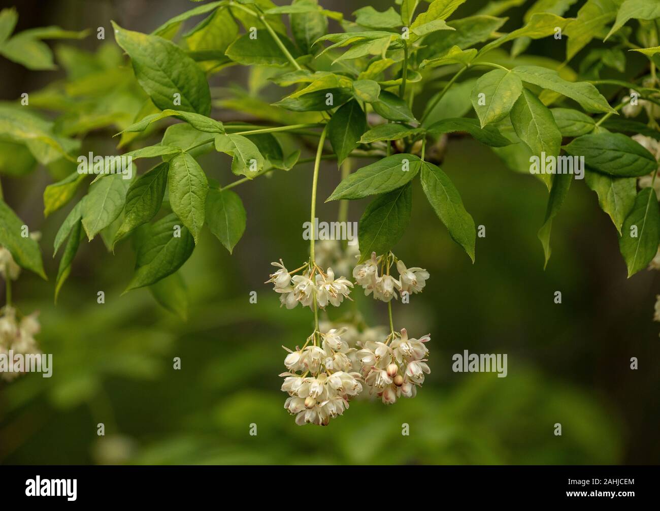 Staphylea pinnata hi-res stock photography and images - Alamy