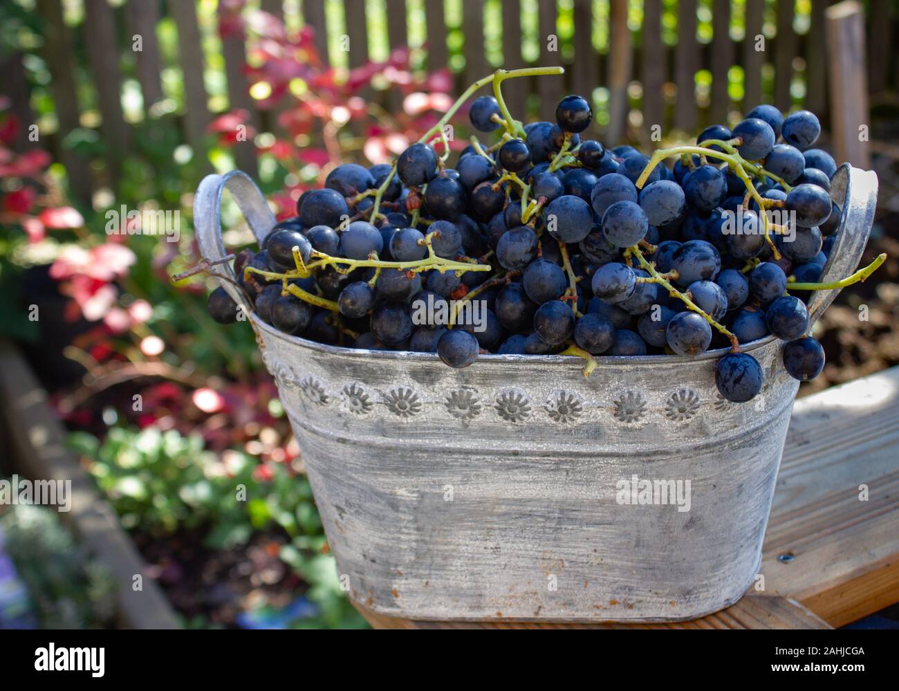 Enjoy fruit hi-res stock photography and images - Alamy