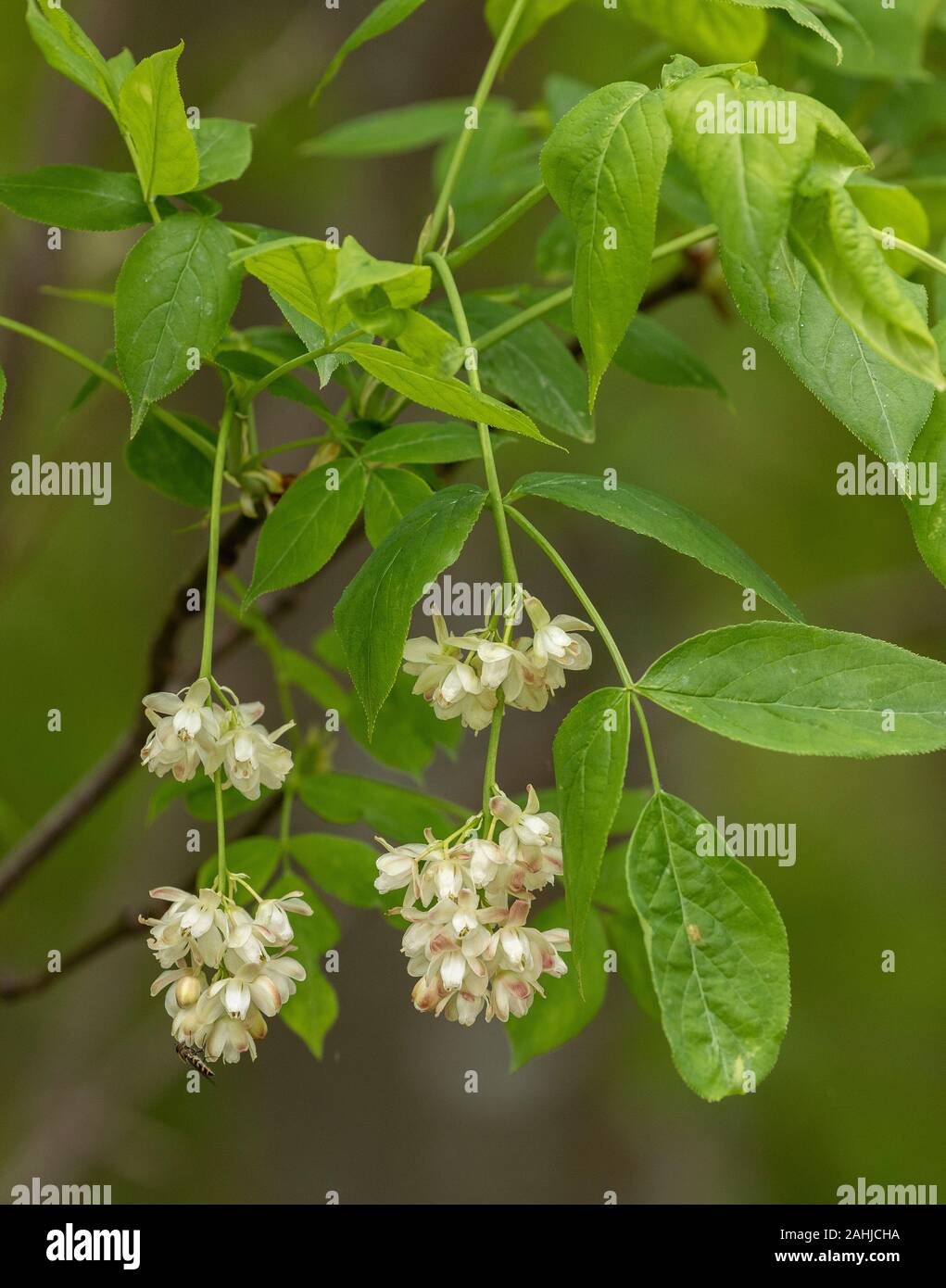 Bladdernut tree hi-res stock photography and images - Alamy