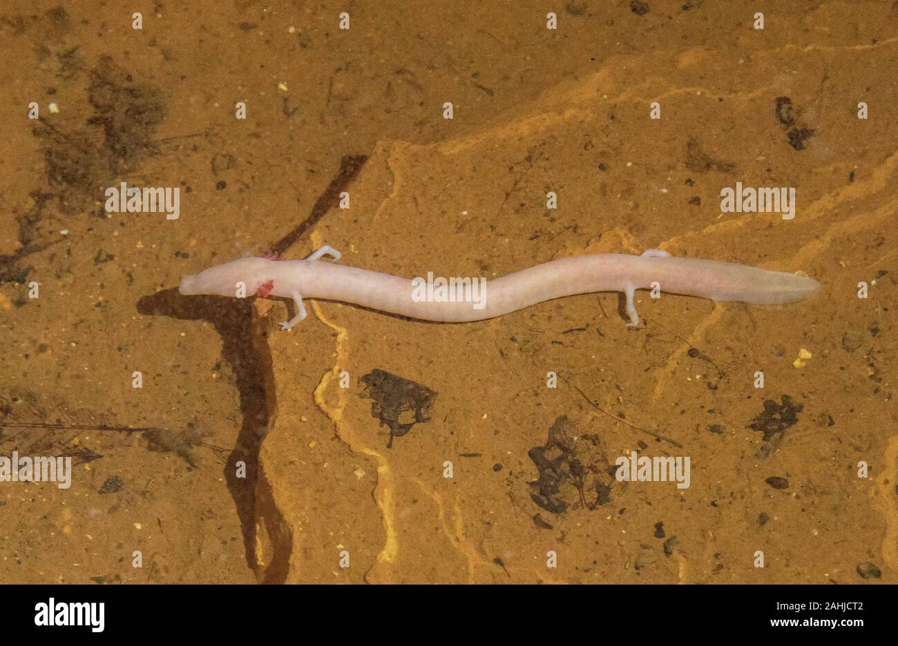 Olm cave salamander hi-res stock photography and images - Alamy