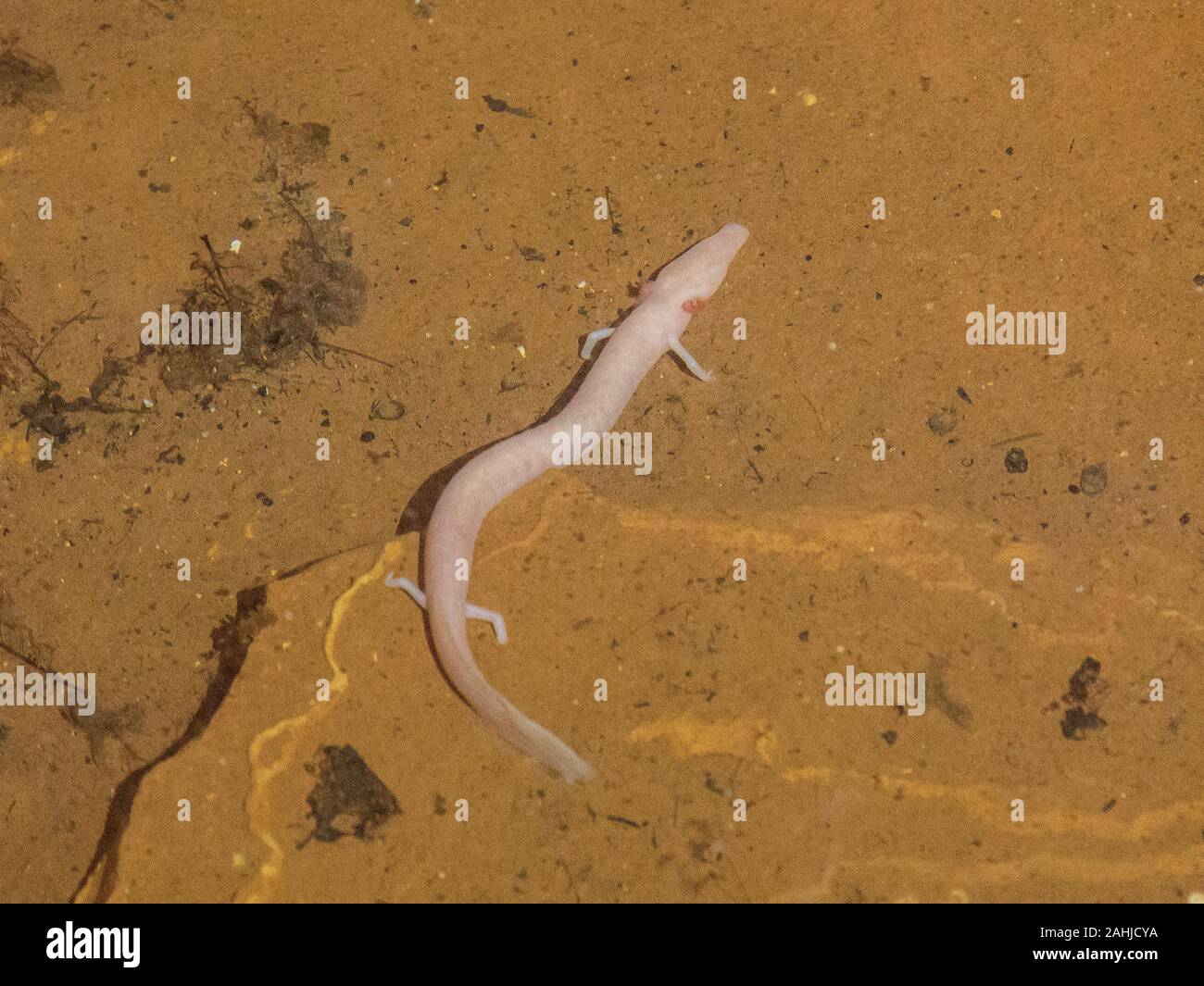 Salamander fish hi-res stock photography and images - Alamy