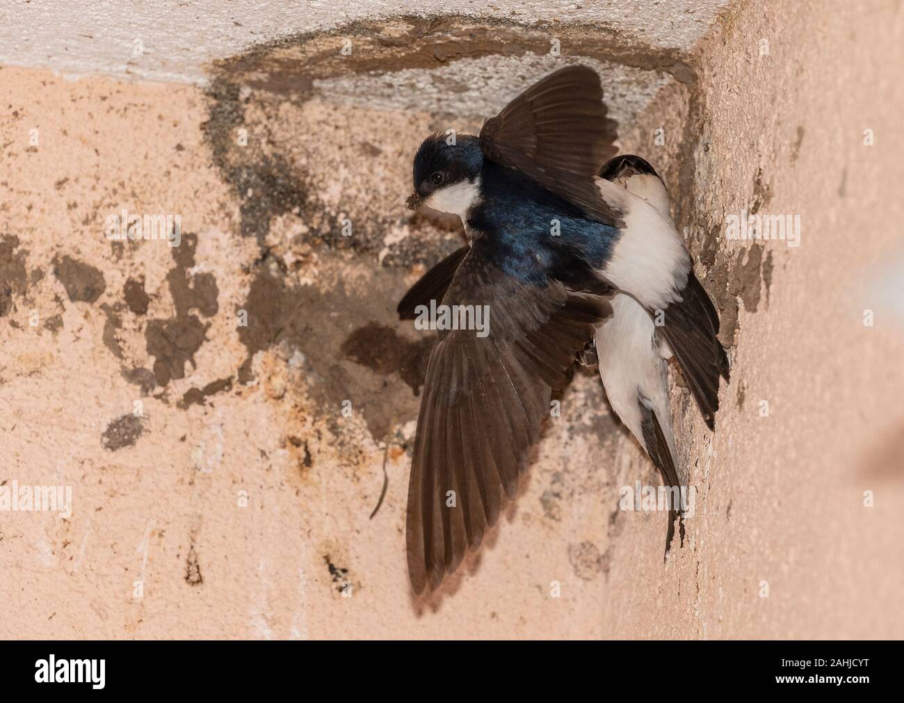 Breeding in nest hi-res stock photography and images - Alamy