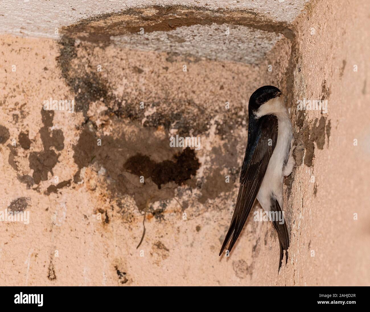 Mud wall nests hi-res stock photography and images - Alamy