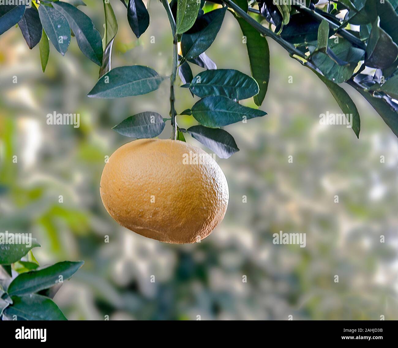 Close up of tangerine hi-res stock photography and images - Alamy