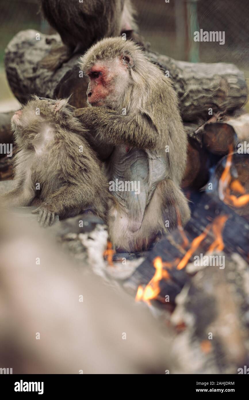 Yaku Macaque High Resolution Stock Photography and Images - Alamy
